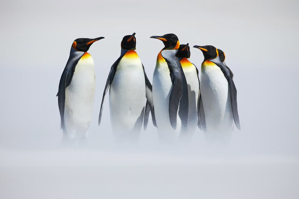 Google Updates Penguin Algorithm | Fusion Unlimited